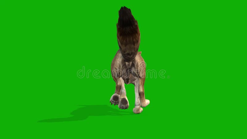 A Clever Fox Run Fast View from Right Side on Green Screen - 3D ...