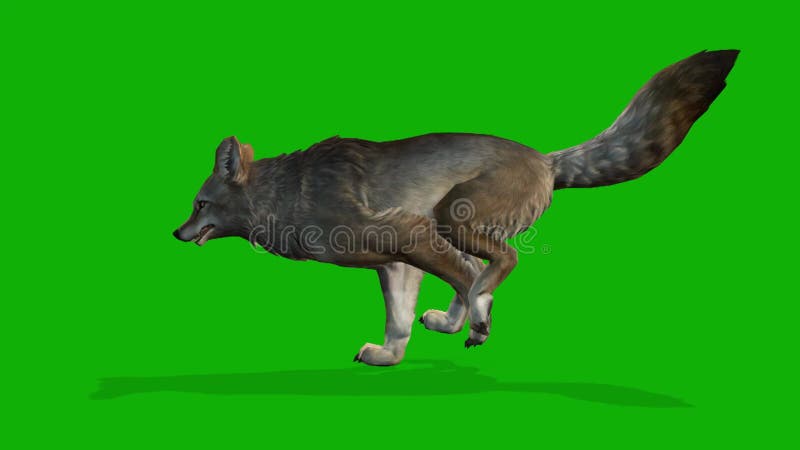 A Clever Fox Run Fast View from Left Side on Green Screen - 3D ...