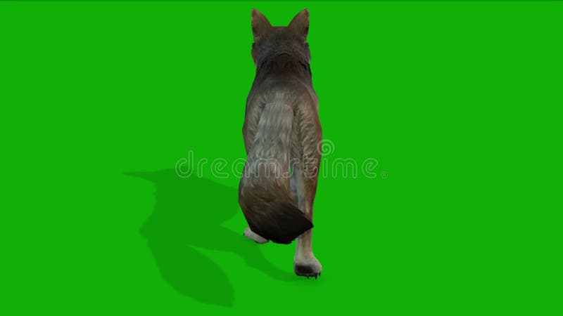 A Clever Fox Slow Walking View from Back Side on Green Screen - 3D ...