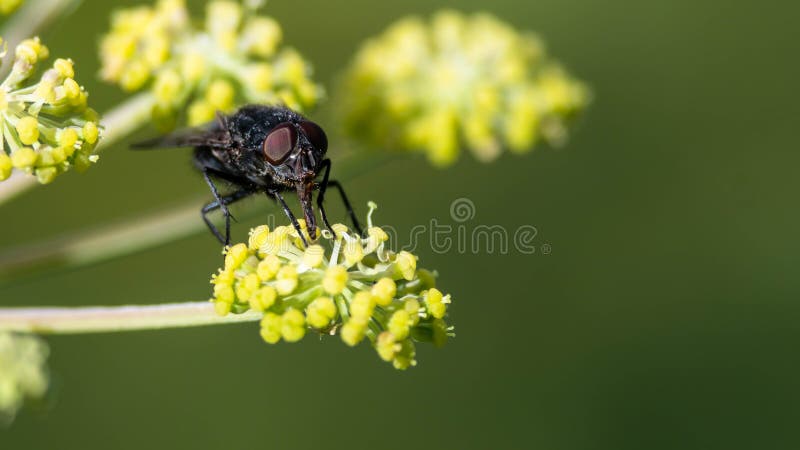 Clever Little Fly Resting on the Edge of the Delicate Yellow Flower ...