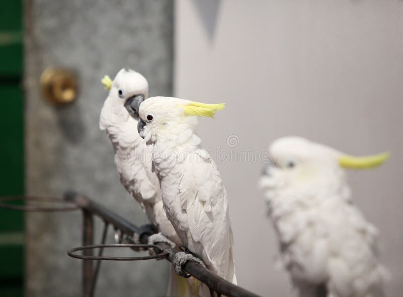 Clever parrot stock image. Image of lovely, yellow, cockatoo - 50186393