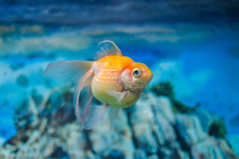 A puff fish stock photo. Image of puff, showcasing, fish - 99208426
