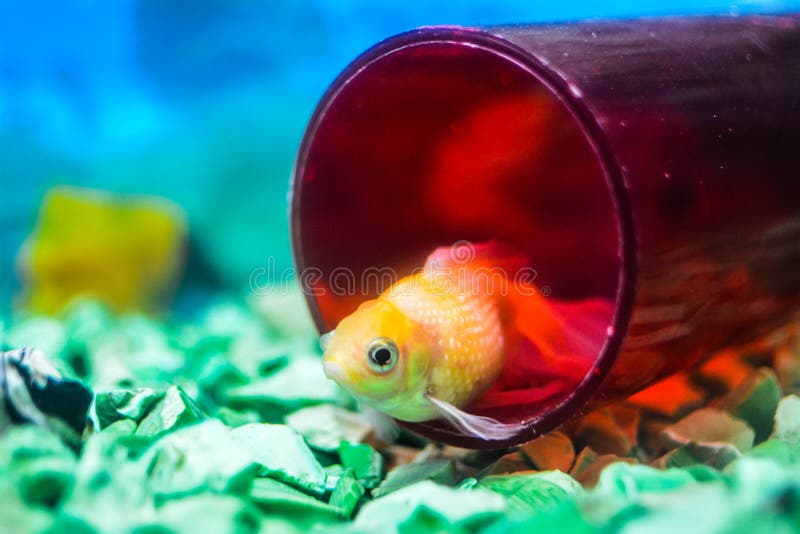 Puff fish stock image. Image of showing, puff, click - 99208733