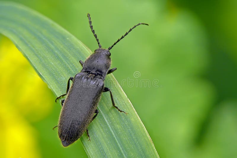 Click Beetle Picture. Image: 28401935