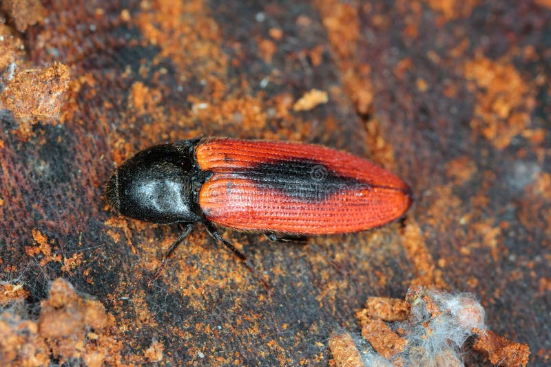 Click Beetle (Ampedus Sanguinolentus) Stock Image - Image of fauna ...