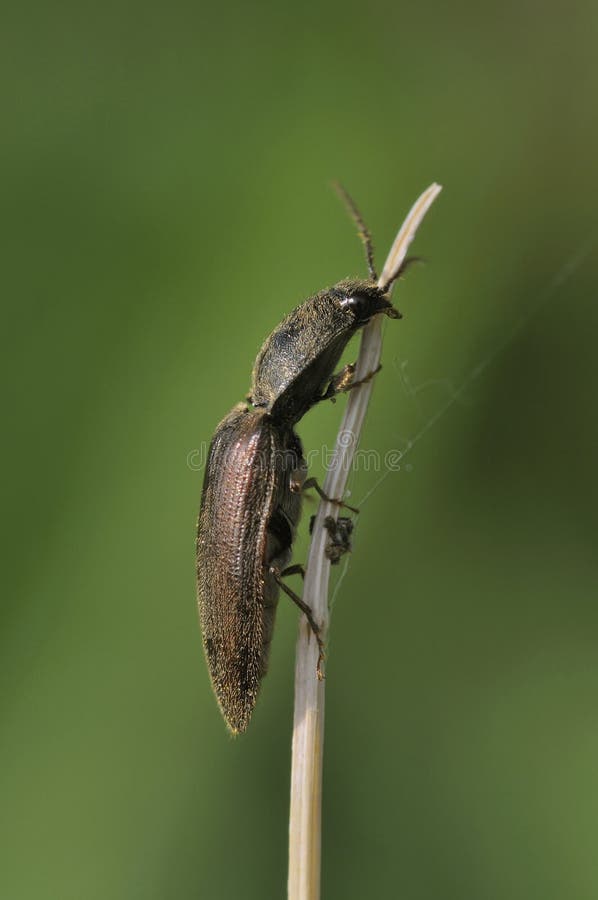 Click Beetle stock image. Image of britain, beetle, wild - 89308757