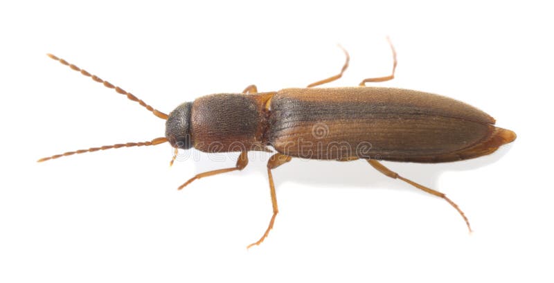 Beetle Dalopius Marginatus Stock Photos - Free & Royalty-Free Stock ...
