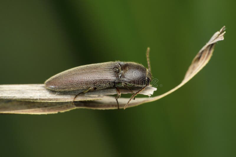 Click Beetle of Gambrinus Species, Satara, Maharashtra Stock Image ...