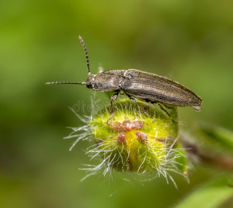 Click beetle stock image. Image of elater, fauna, nature - 278558157