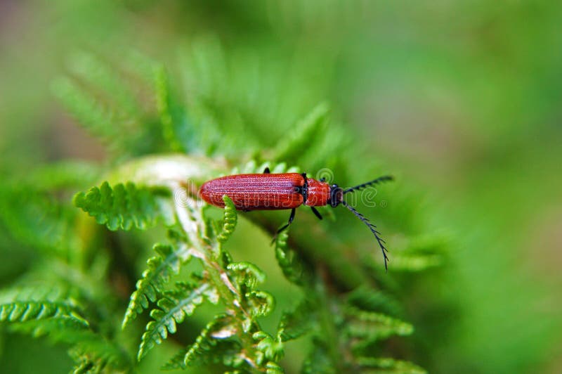 Click beetle stock image. Image of animals, macrography - 30135923