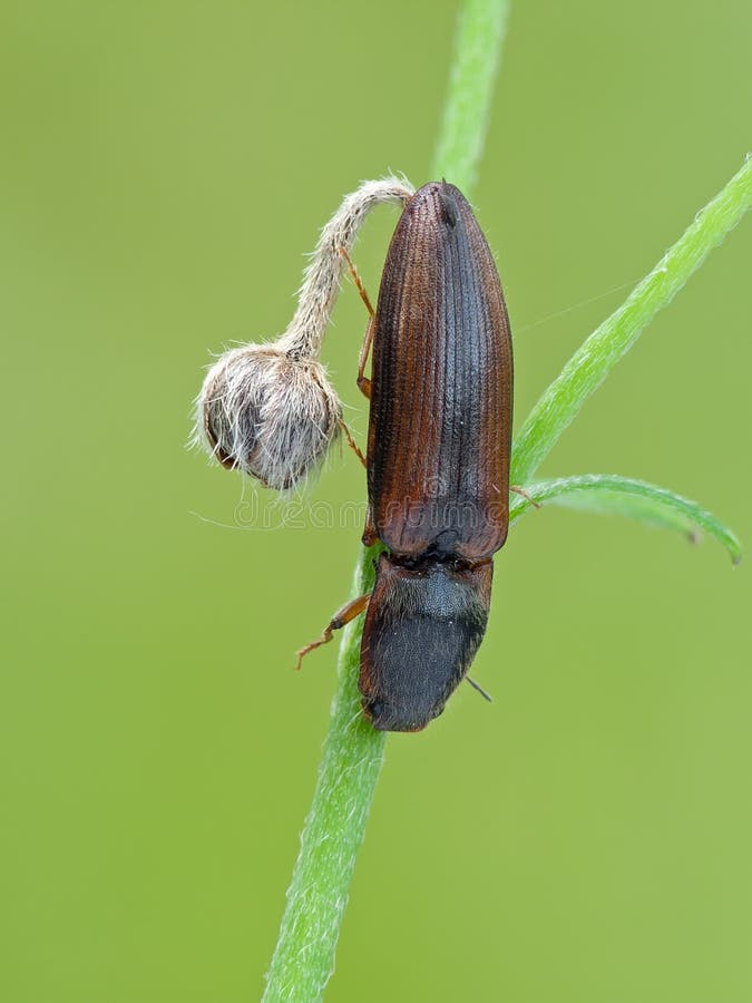 Click Beetle Picture. Image: 31369110