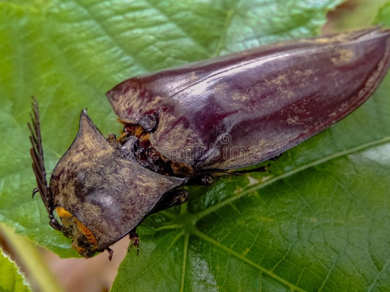 Click Beetles are Characterized by Making Clicking Sounds Stock Image ...