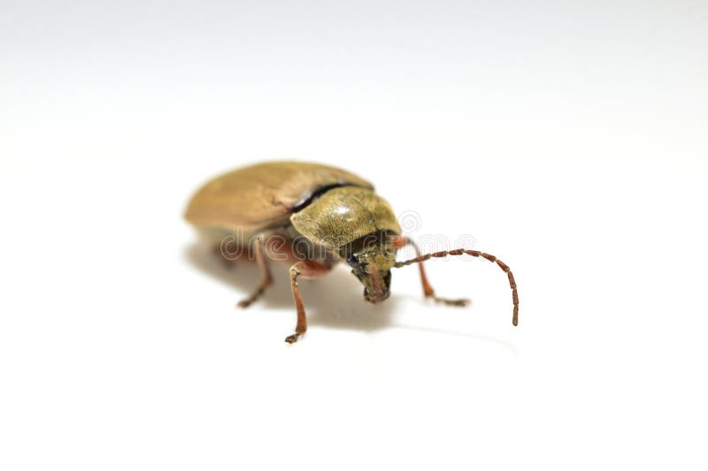 Click Beetles are a Family of Insects from the Order of Beetles. Stock ...