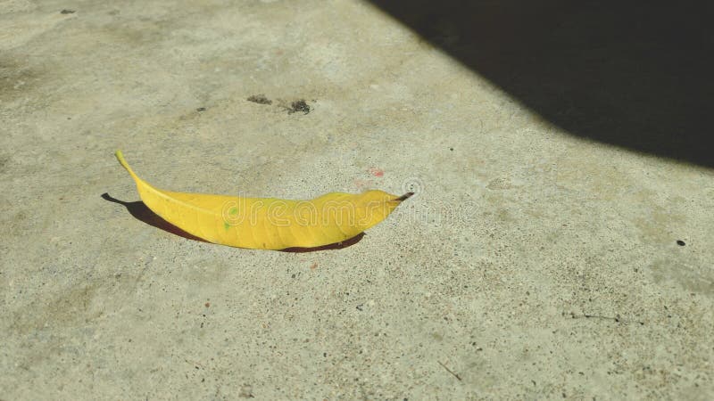 Single dried fallen leaf stock image. Image of soil - 270437221