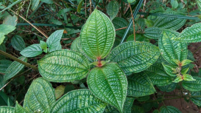 Clidemia Hirta Leaves on a Tree Close Up Stock Image - Image of ...