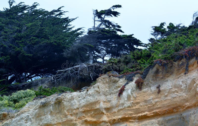 Cliff Beach Trees stock image. Image of clay, green, trees - 94729353