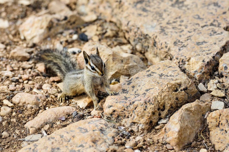 Cliff chipmunk, az stock photo. Image of cliff, neotamias - 31615082