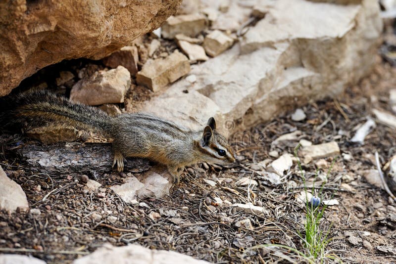 Cliff Chipmunk on Branch stock photo. Image of arid, west - 94085112