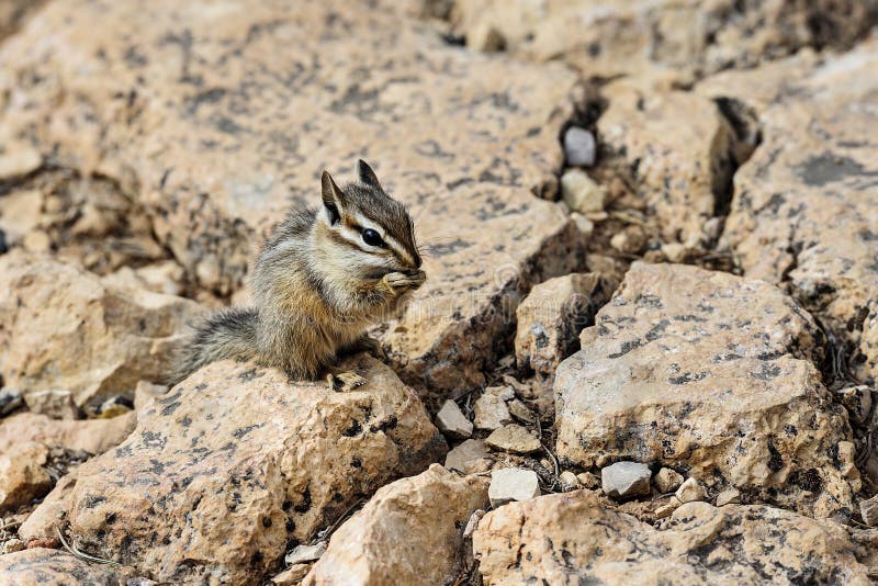 Cliff chipmunk, az stock image. Image of arizona, rock - 31615043