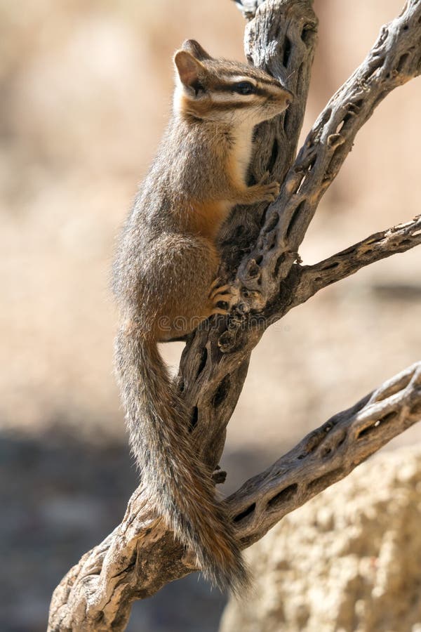 Chipmunk Stock Images - Download 7,209 Royalty Free Photos - Page 2