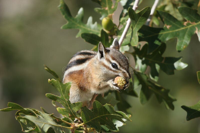 Hopi Chipmunk stock photo. Image of foraging, forager - 78895138