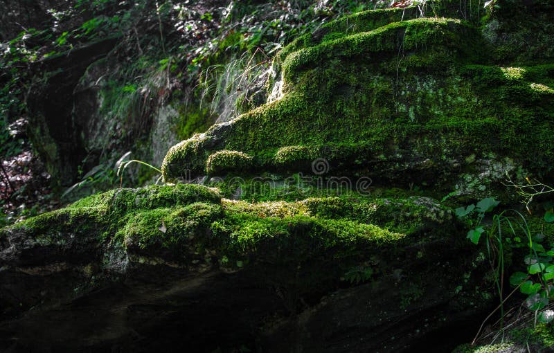 Cliff Covered with Vegetation Stock Photo - Image of rainforest, trees ...