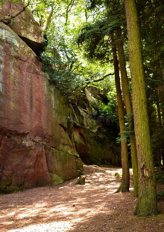 Cliff in a Forest Full of Trees Stock Image - Image of woodland, trees ...