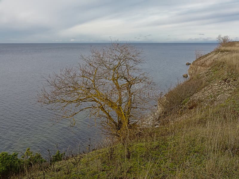 Cliff with Grass and Bare Tree on the Coast of Pakri Peninsula ...