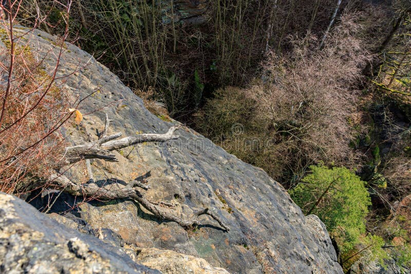 Cliff Ledge with Tree Branches Overlooking Forest in Winter Stock Photo ...