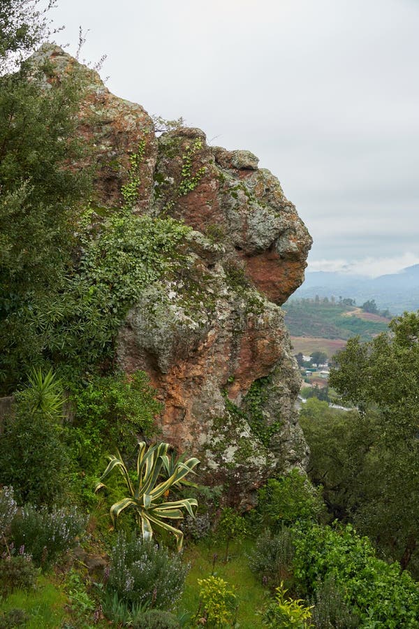 Cliff with plants stock image. Image of bush, grass - 150335209