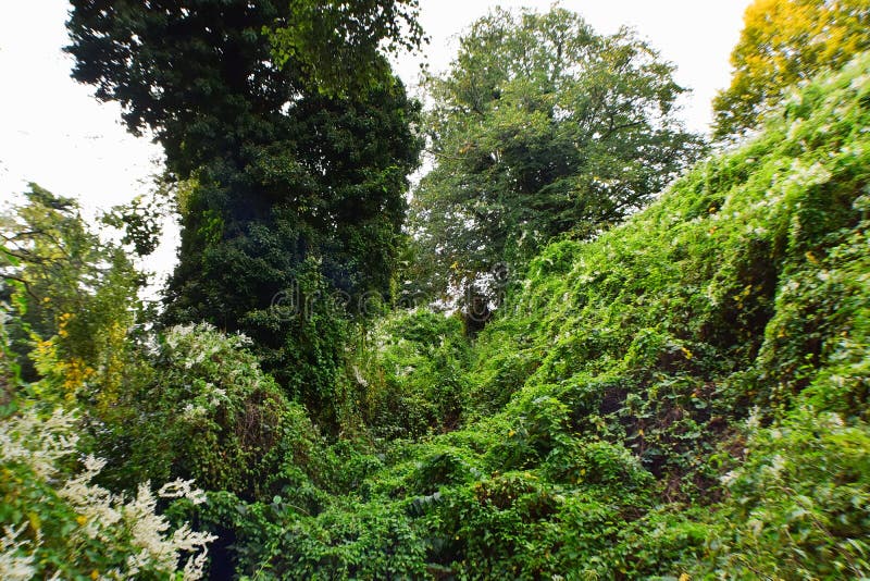 Cliff with Plants and Trees Stock Photo - Image of bright, drus: 101351094