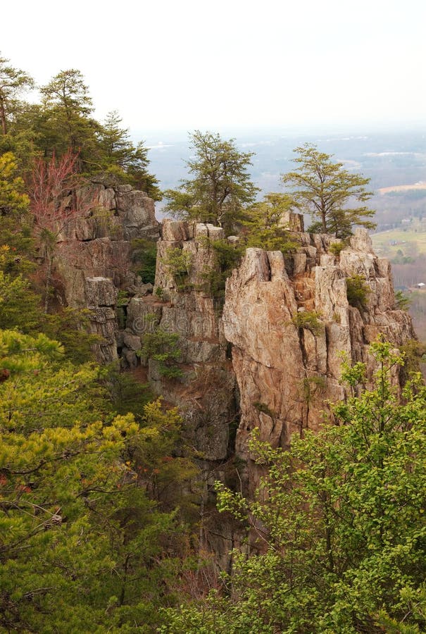 Mountain Side Forest Picture. Image: 99940224