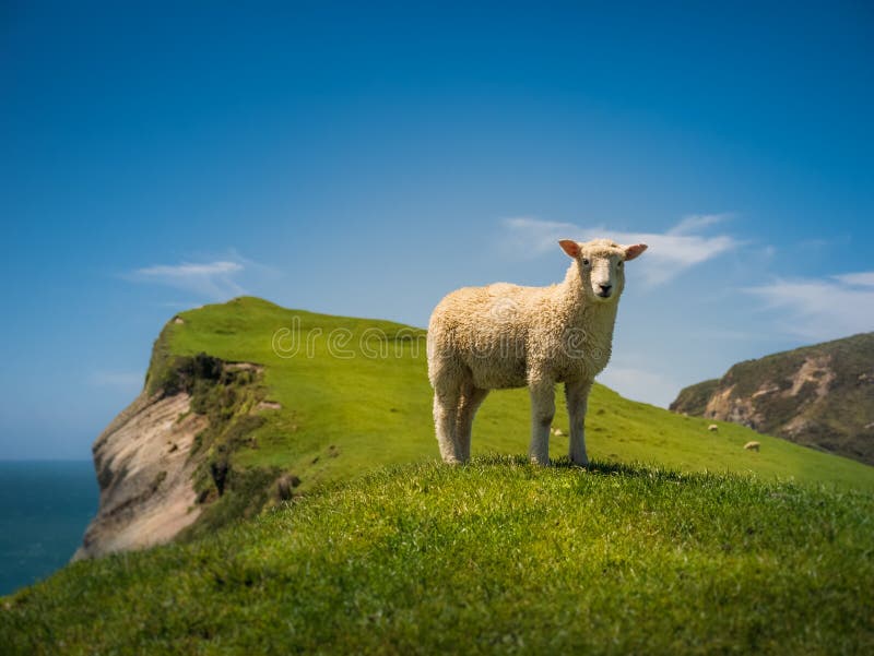 Sheep by cliff stock image. Image of animal, coast, cliff - 44808469