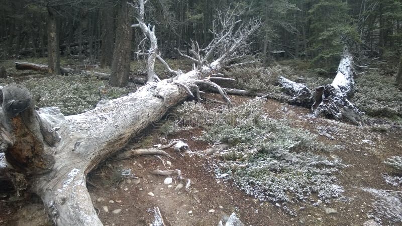 Cliff Side Tunnel Two Fallen Trees Stock Image - Image of face ...