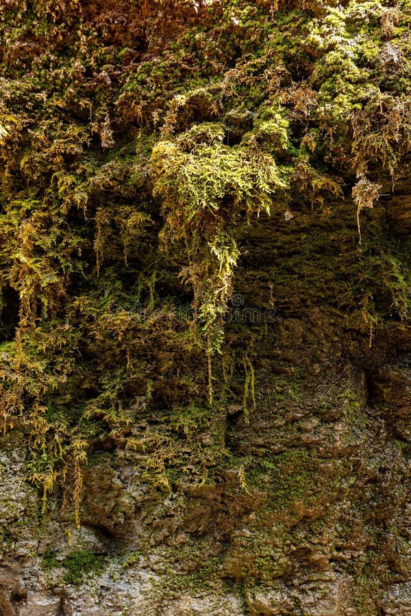 Cliff Surface Covered with a Thick Layer of Moss. Stock Image - Image ...