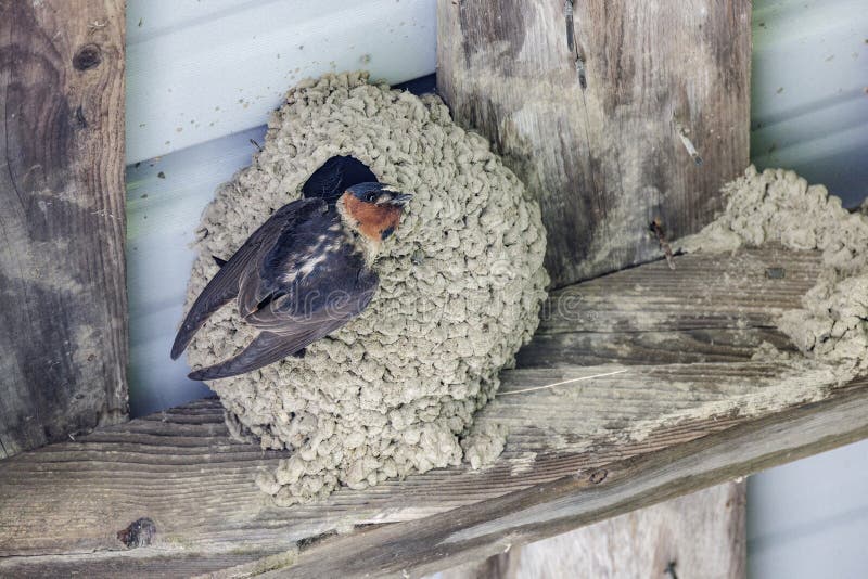 Cliff Swallows bird stock photo. Image of nest, bird - 288813748