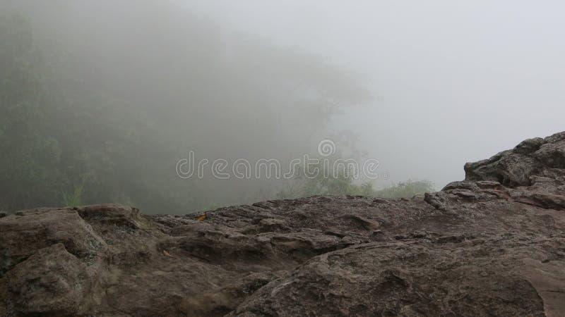 The Cliff Swaying with Rainy Fog Blowing the Tree Forest at Speed, Mist ...