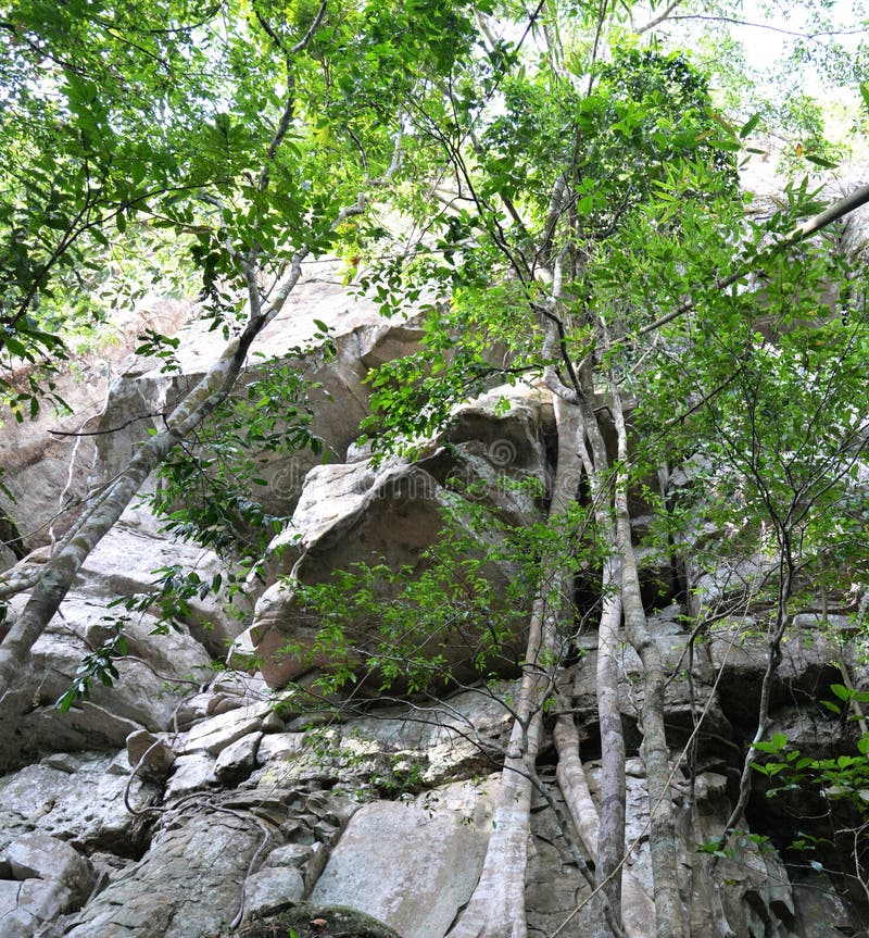 Cliff tree stock image. Image of trees, tree, vines, roots - 55548679