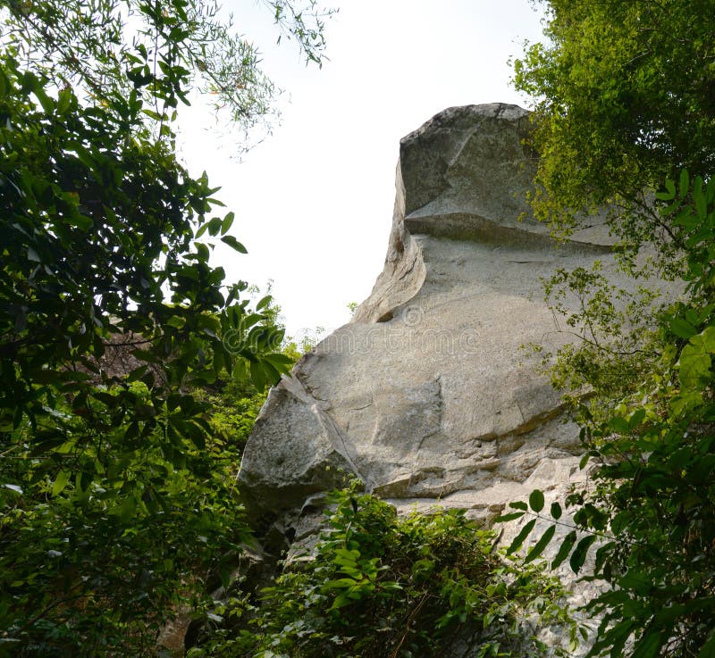Cliff tree stock photo. Image of mountain, gray, moss - 55548802