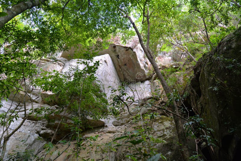 Cliff tree stock image. Image of vines, tree, knot, cliff - 55548859