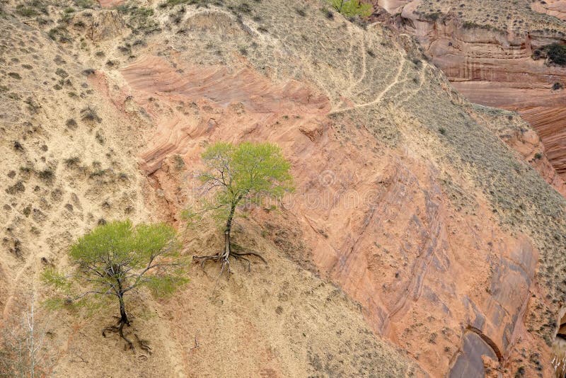 Cliff and tree stock image. Image of steep, scenic, trees - 92881681