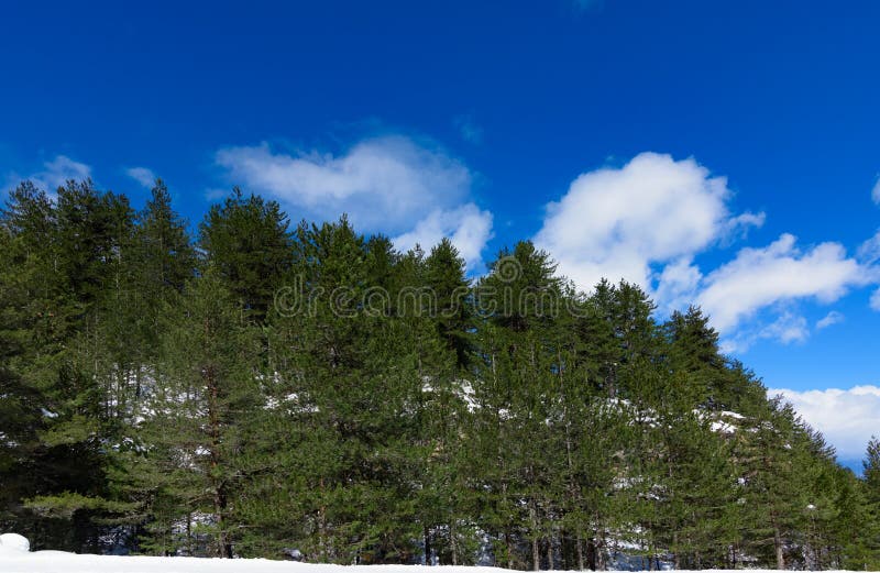 Cliff Winter Coniferous Tree Stock Image - Image of snowy, scene: 111654065