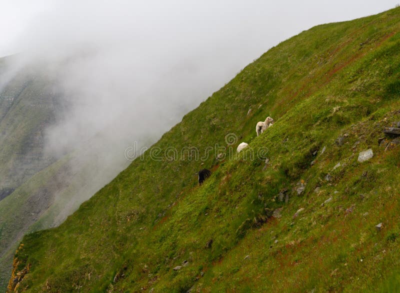 Cliffs of Cape St. Mary s stock photo. Image of sanctuary - 43153016
