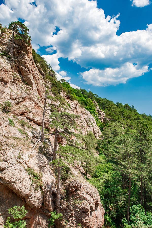 Cliffs Mountain and Pine Trees Coniferous Trees Growing on the Slopes ...