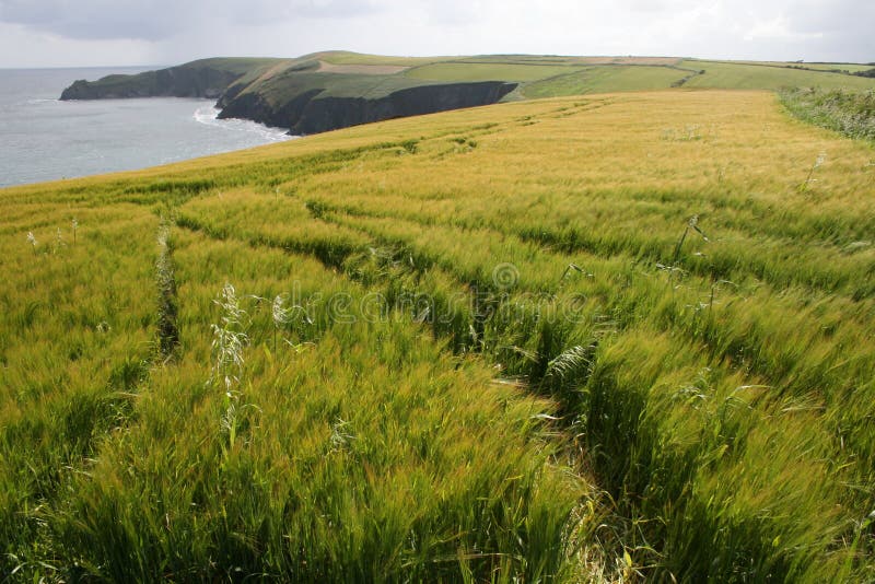 Cliffs and Plantations, Cork County, Ireland Stock Photo - Image of ...