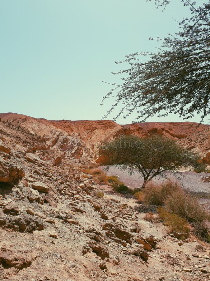 The Cliffs of the Red Desert Stock Photo - Image of tree, cliffs: 157223282
