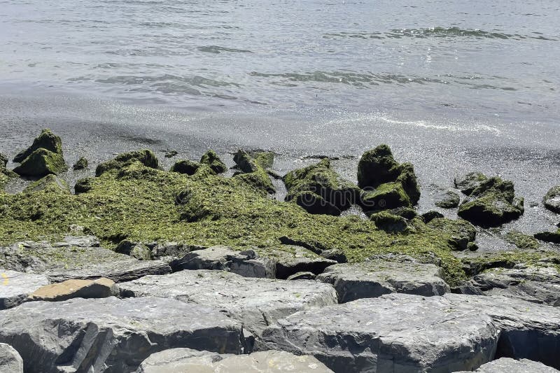 Cliffs by the Sea. Green Algae Washed Ashore Stock Photo - Image of ...