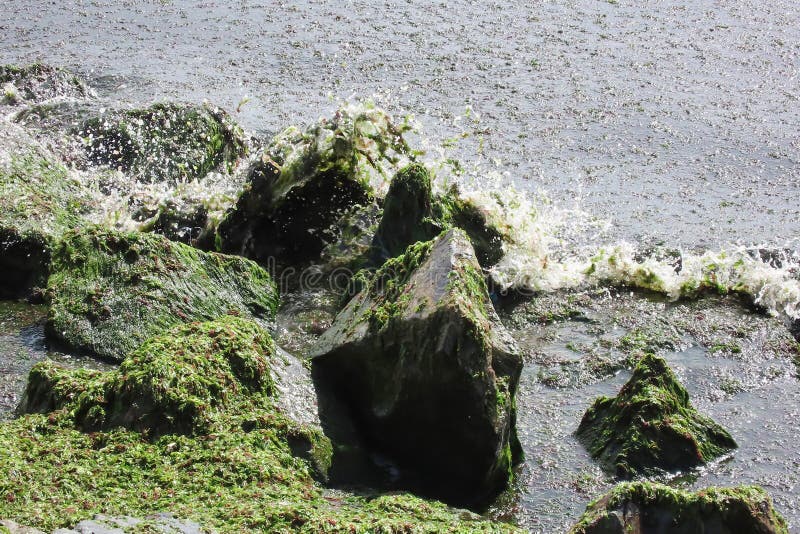 Cliffs by the Sea. Green Algae Washed Ashore. Sea Pollution Stock Photo ...
