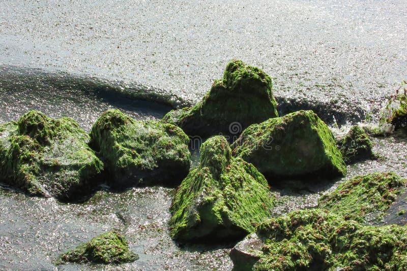 Cliffs by the Sea. Green Algae Washed Ashore. Sea Pollution Stock Photo ...