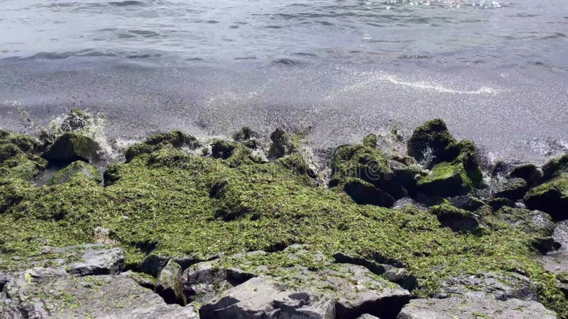 Cliffs by the Sea. Green Algae Washed Ashore Stock Footage - Video of ...